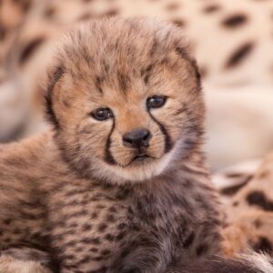 11 Adorable Baby Cheetah Facts - Leo Zoo