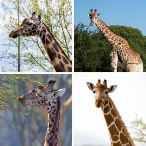 The Four Types of Giraffes: Differences And Species