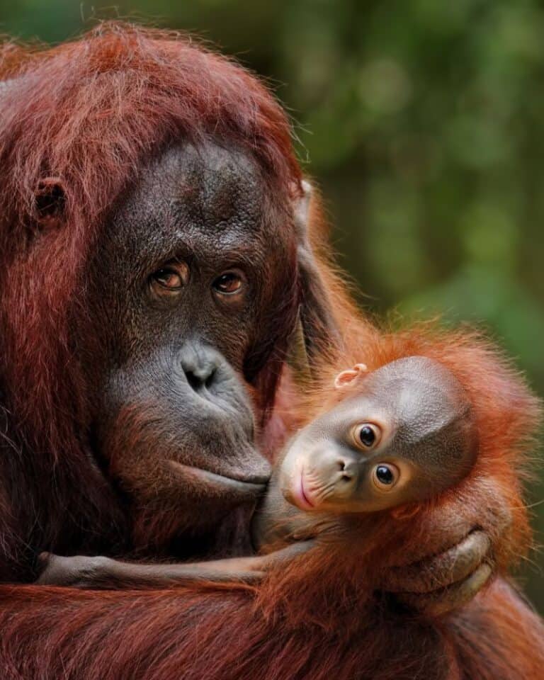 10 Adorable Baby Orangutan Facts That Will Surprise You