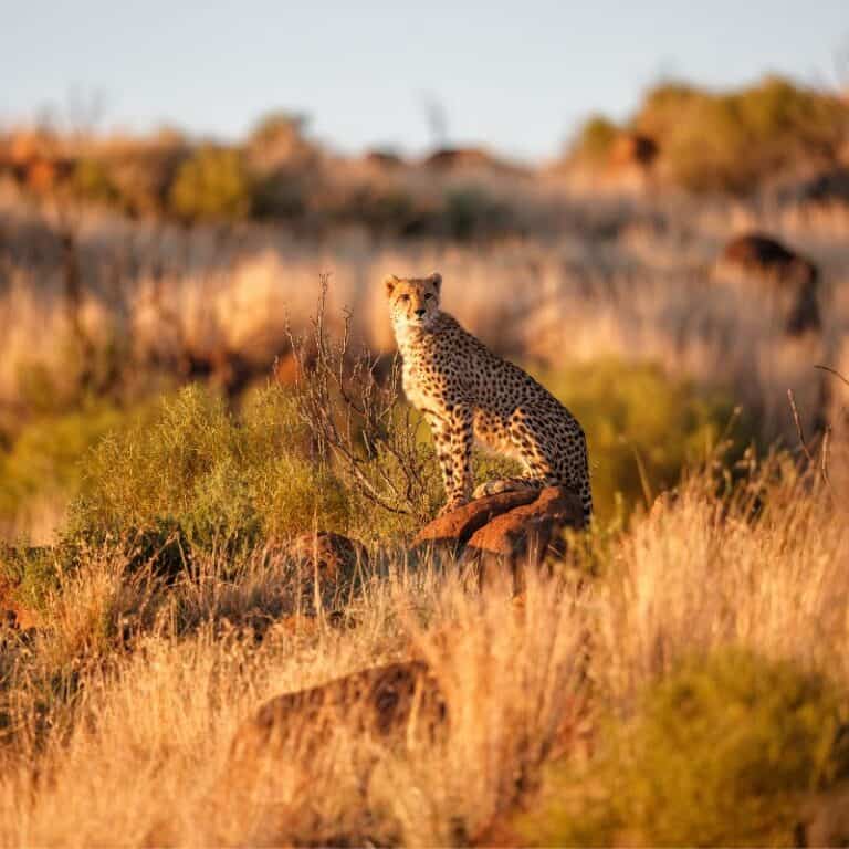 Are Cheetahs Endangered? Conservation & Extinction Status