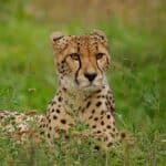 Cheetah vs Jaguar: What's The Difference?