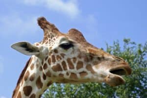 Do Giraffes Have Teeth? How Do They Eat?