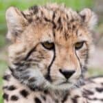 King Cheetah Cubs: 10 Adorable Facts