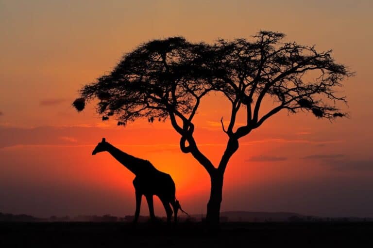How Do Giraffes Sleep? And How Long Do They Sleep?