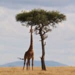 How Long Does It Take For A Giraffe To Throw Up?