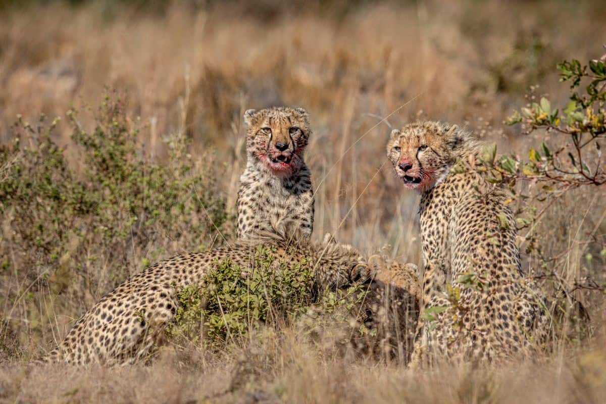 What Is a Group Of Cheetahs Called?