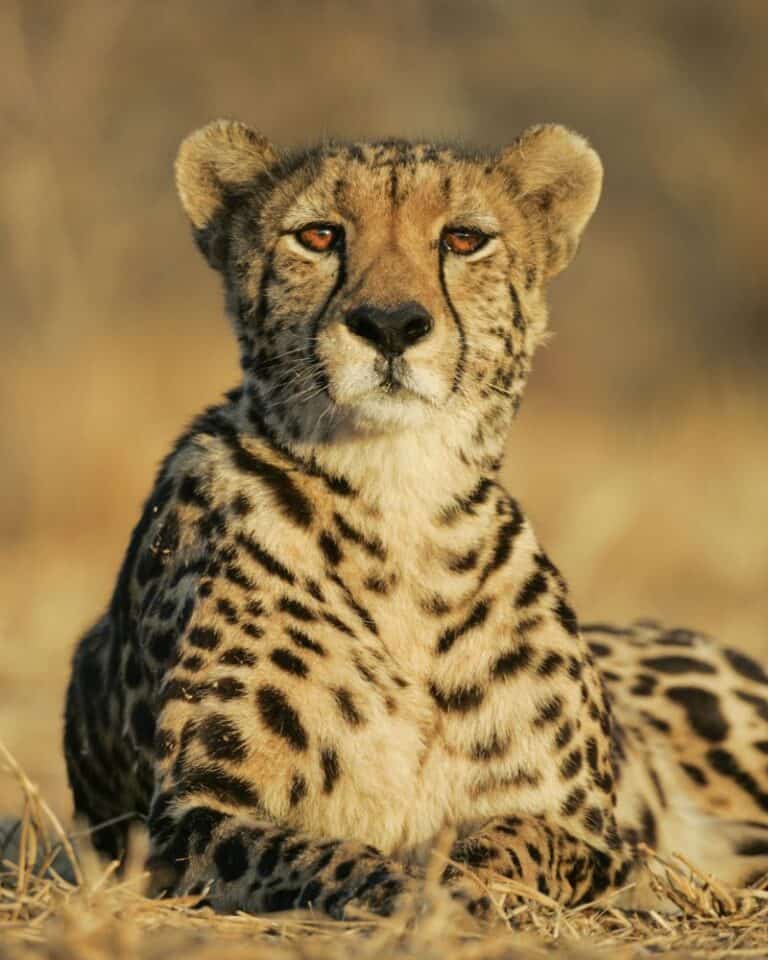 King Cheetah: 10 Facts That Set Them Apart