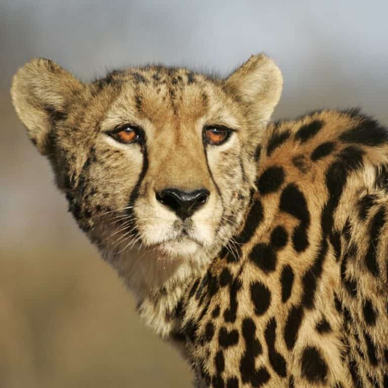 King Cheetah: 10 Facts That Set Them Apart