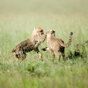 11 Adorable Baby Cheetah Facts - Leo Zoo