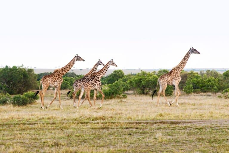 What Is a Group of Giraffes Called? You May Be Surprised!