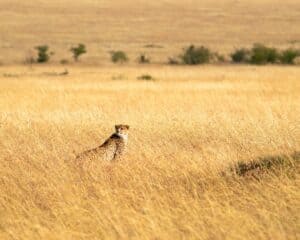 Where Do Cheetahs Live? Cheetah Habitat