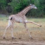 Are Giraffes Dangerous? & Are They Aggressive To Humans?