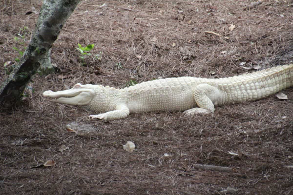 15 Albino Crocodile And Albino Alligator Facts - Leo Zoo