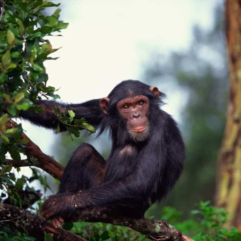 Chimpanzee vs Gorilla: What's The Difference?