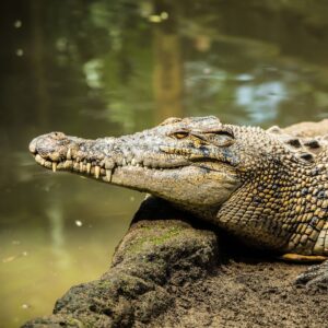 Crocodile Death Roll: Everything You Need To Know - Leo Zoo