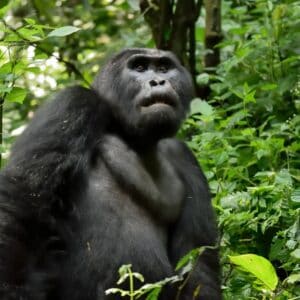 Different Types of Gorillas: What Sets Them Apart?