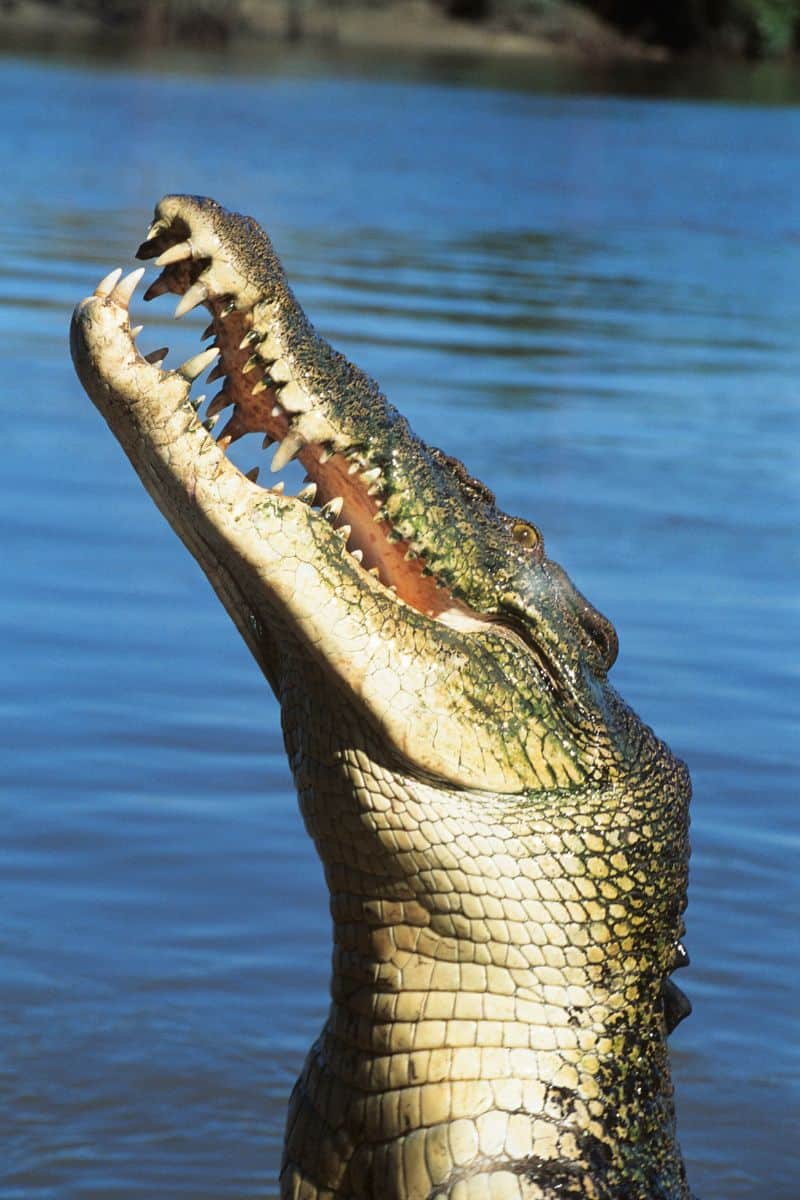 Crocodile Bite Force: How Strong Is The Jaw of a Crocodile?