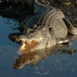 Crocodile Bite Force: How Strong Is The Jaw of a Crocodile?