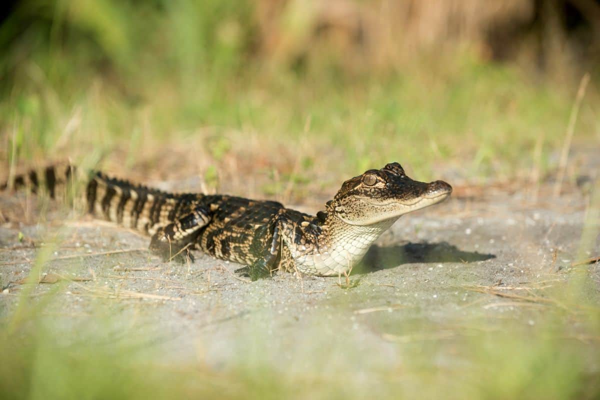Can Alligators Regrow Limbs? [ANSWERED] - Leo Zoo