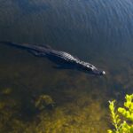Do Alligators Hibernate? [SOLVED] - Leo Zoo