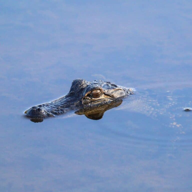 Fascinating Baby Alligator Facts - Leo Zoo