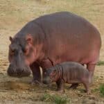 10 Adorable Baby Hippo Facts You Didn't Know
