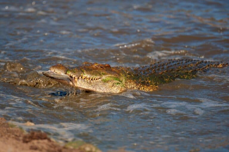 Crocodile vs Alligator: What’s The Difference? - Leo Zoo