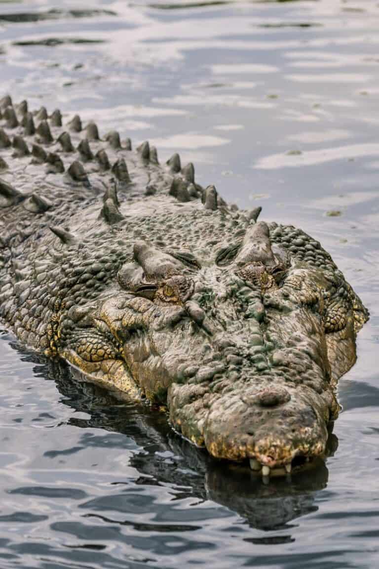 Crocodile Death Roll: Everything You Need To Know - Leo Zoo