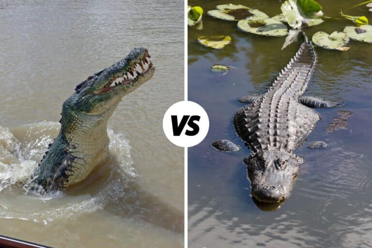 Crocodile vs Alligator: What’s The Difference? - Leo Zoo