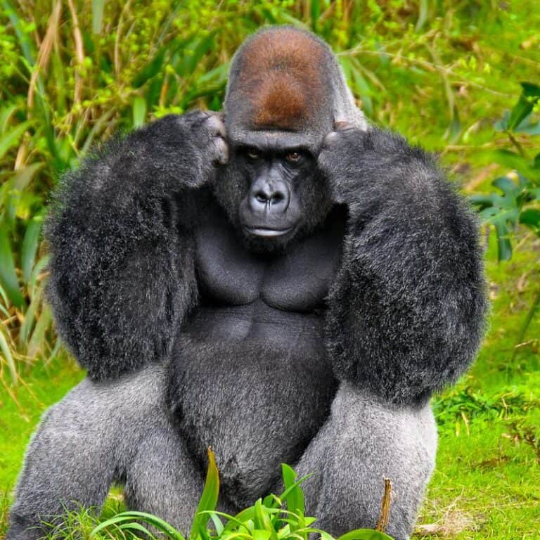 Are Gorillas Smart? How Intelligent Are They Really?