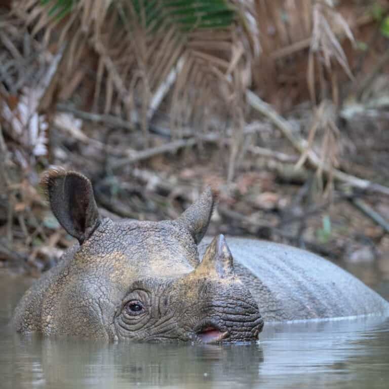 Where Do Rhinos Live? Rhinoceros Habitat Explained
