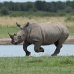 How Fast Can a Rhino Run? Top Speed & Distance