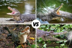 Alligator Vs Crocodile Vs Caiman Vs Gharial [UPDATED]