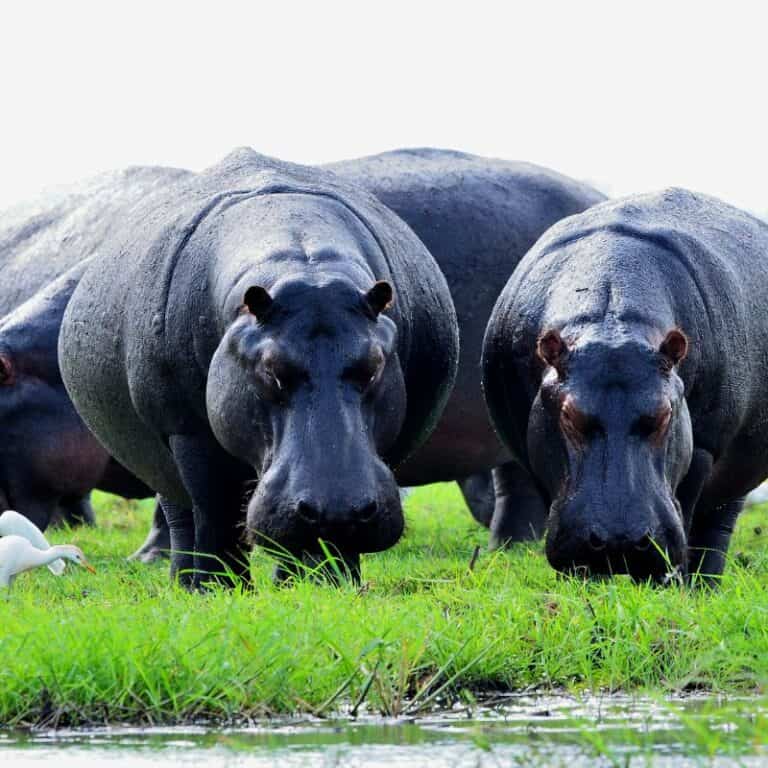 12 Incredible Facts About Hippos (All You Need To Know)