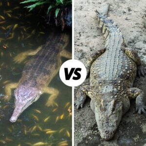 Alligator Vs Crocodile Vs Caiman Vs Gharial [UPDATED]
