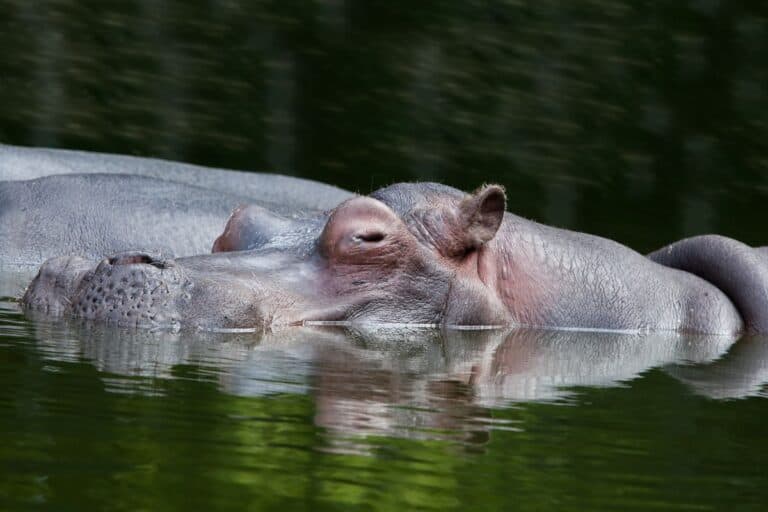 What Sound Does a Hippo Make? [Communication Guide]