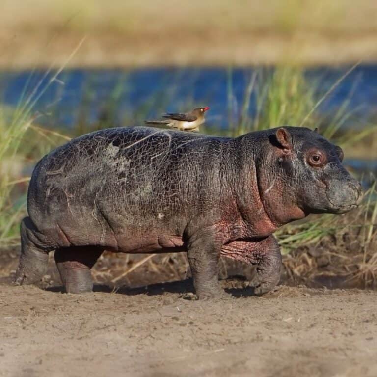 Are Hippos Dangerous? A Deadly Killer? (A Must Read)