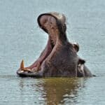 How Fast Can a Hippo Run? (Amazing Athletic Abilities)