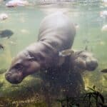 Where Do Hippos Live? Hippo Habitat [WATER VS LAND]