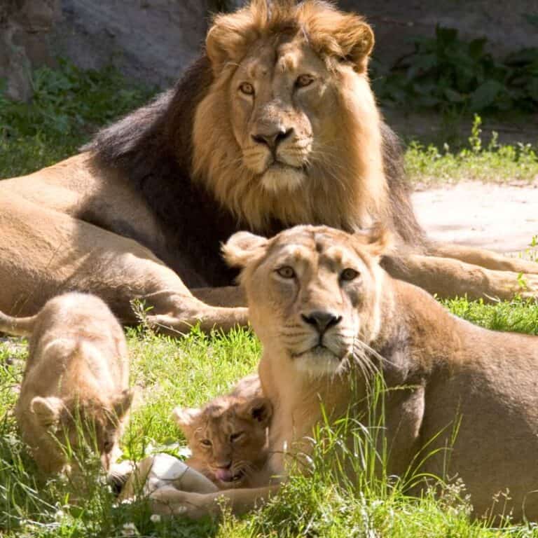 How Long Do Lions Live? [Life Expectancy Of The Lion]