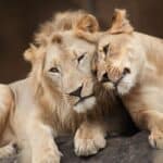 How Long Do Lions Live? [Life Expectancy Of The Lion]