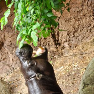 12 Interesting Pygmy Hippo Facts [FUN ANIMAL FACTS]