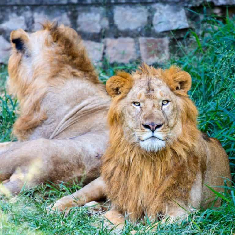 The Asiatic Lion: 10 Interesting Facts You Didn't Know