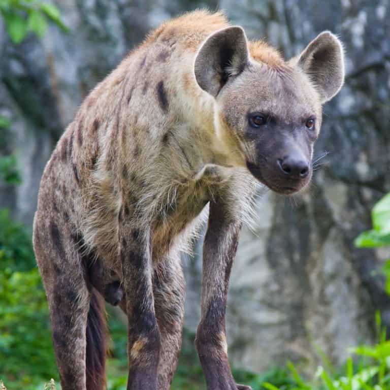 Are Hyenas Dogs? (Do Hyenas Originate From Dogs?)