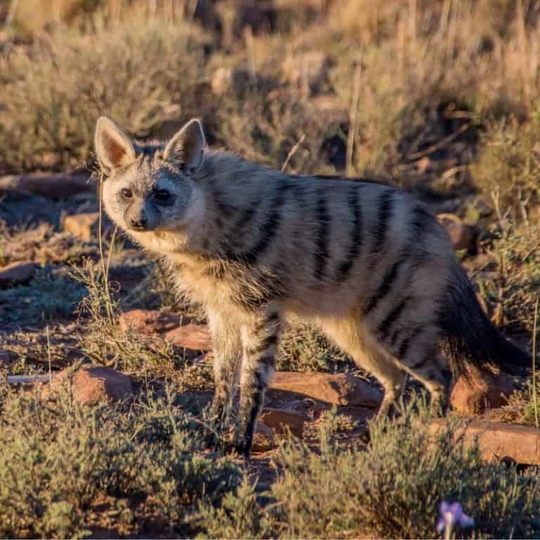 How Big Are Hyenas? Hyena Size & Comparison