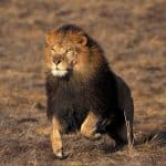 How Fast Can a Lion Run? (Big Cat Top Speeds)