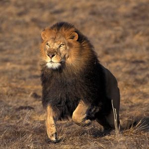 How Fast Can a Lion Run? (Big Cat Top Speeds)