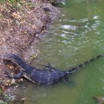 10 Adorable Baby Komodo Dragon Facts (Unique And Rare)