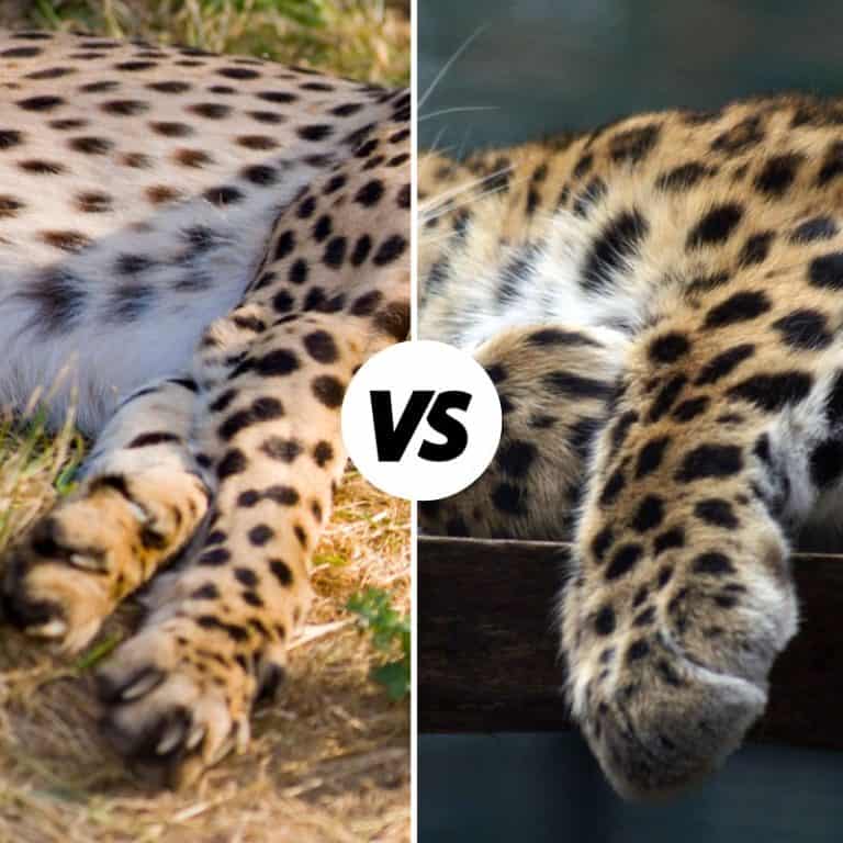 Cheetah vs Leopard: What's The Difference? (Animal Facts)