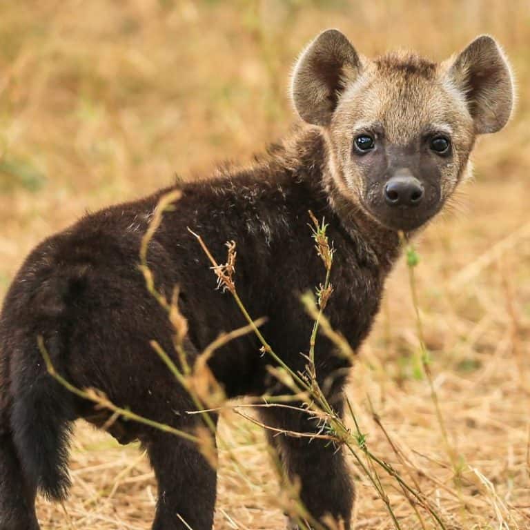 10 Adorable Baby Hyena Facts (You Would Not Believe)
